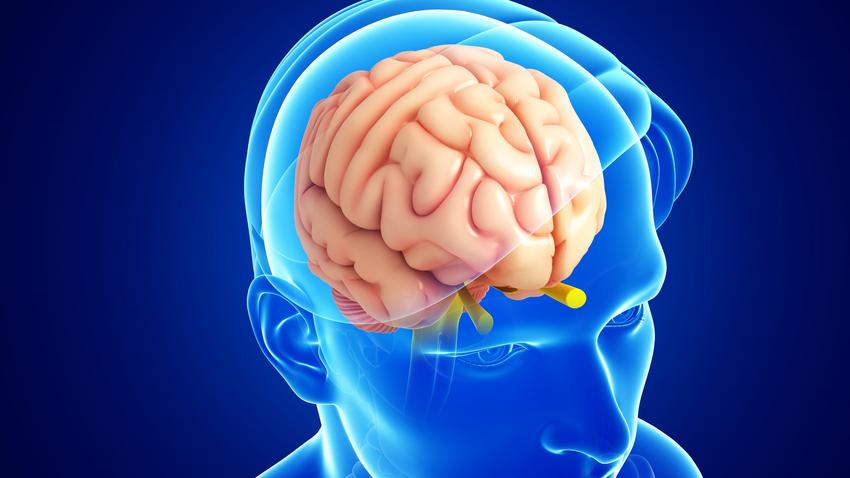 Jak działa mózg nastolatka. Jak radzić sobie z nastolatkiem