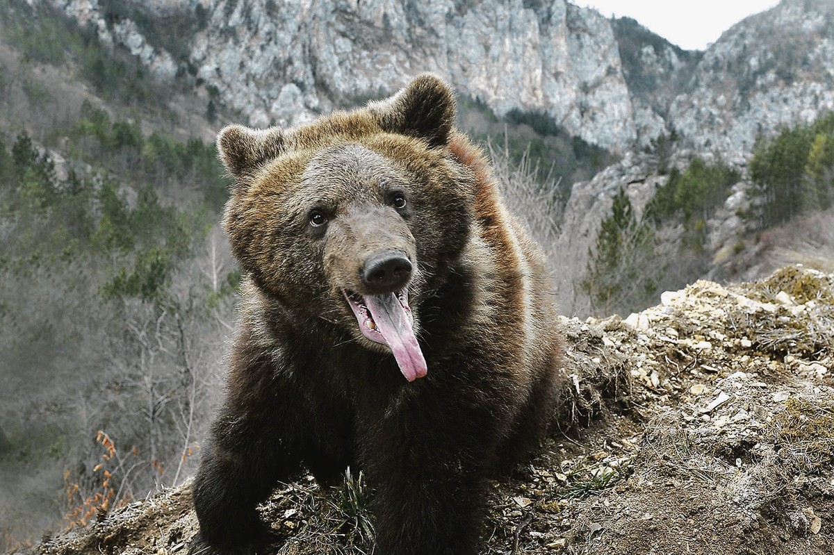 Odsekao sebi ruku da ne bi povredio medveda! Zver ga ščepala dok joj je ...