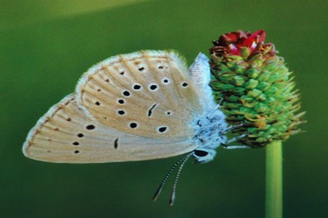 U pustari kod Subotice otkrivena nova vrsta leptira