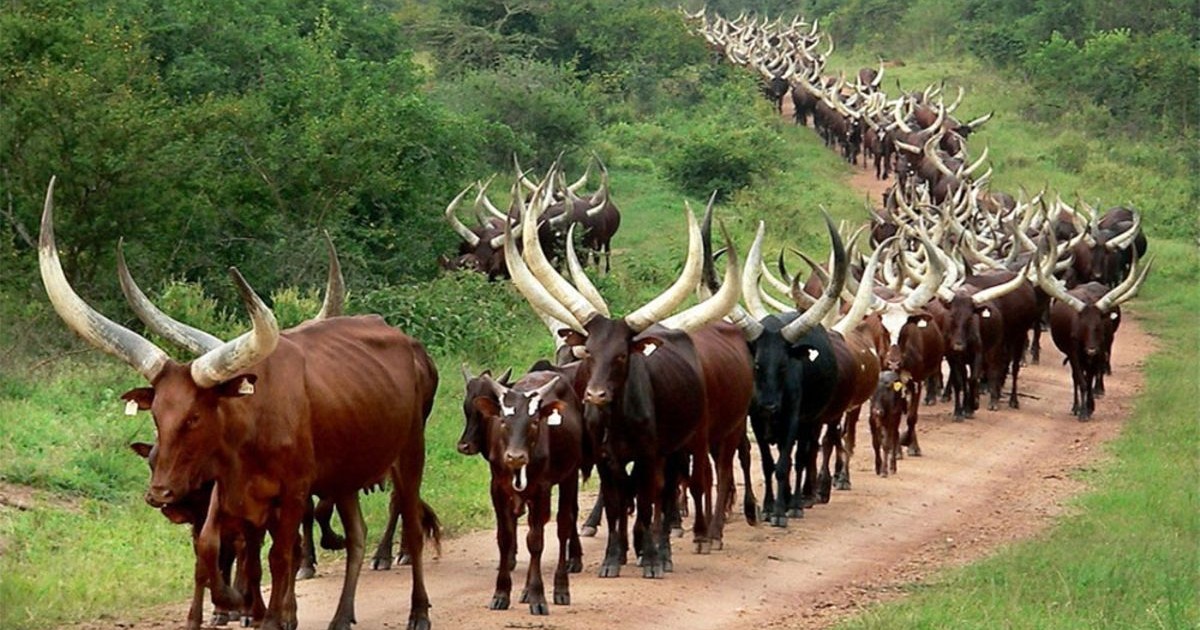 Chad pays Angola with cattle for Sh10 billion loan as currencies come ...