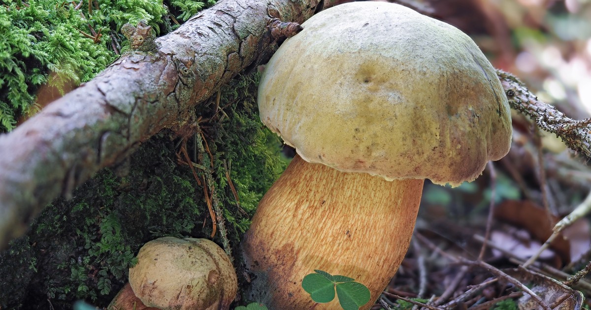 Borowik ponury - wygląd, występowanie, czy jest jadalny?