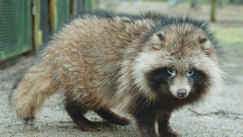 Jenoty grasują w polskich lasach - Podróże