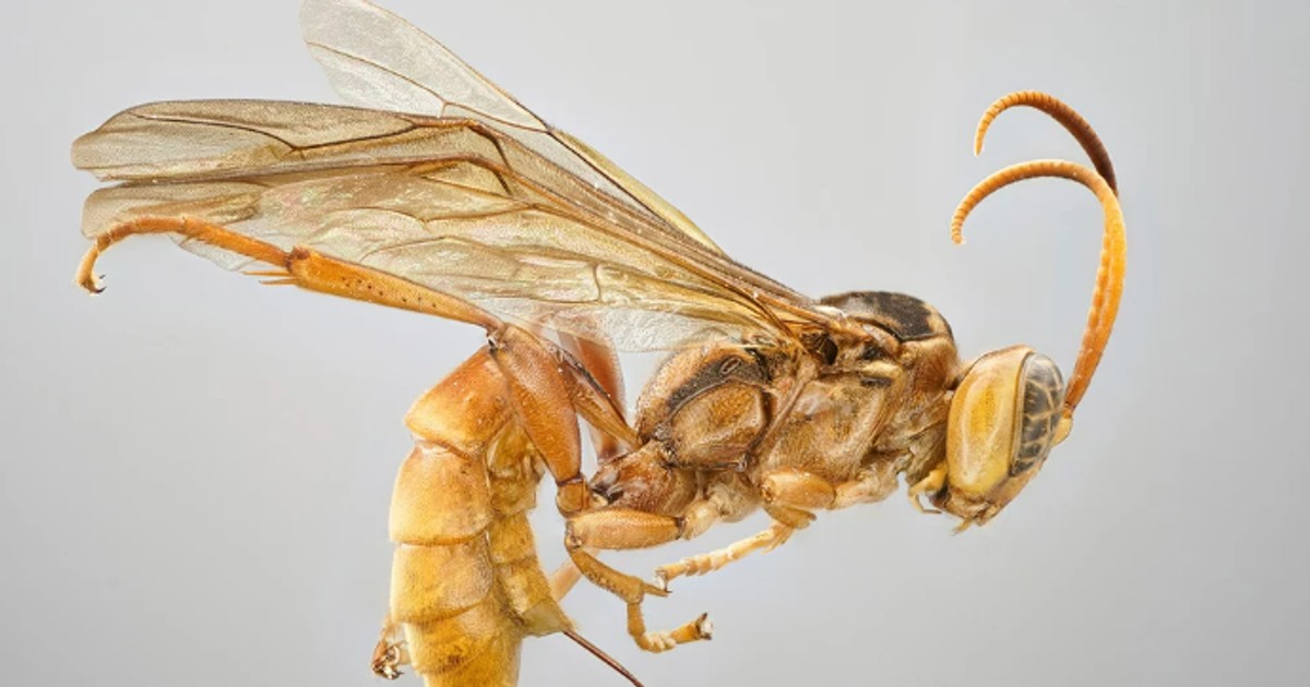 Odkryto nową osę. Składa jajo wewnątrz ciała żywiciela [ZDJĘCIA] - Kobieta
