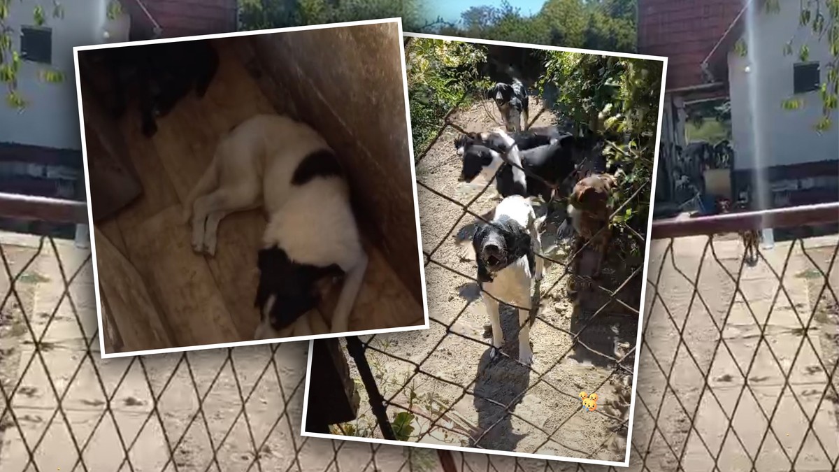 Imanje strave i užasa u Grockoj puno hordi pasa koje niko ne čuva i ne hrani - Blic