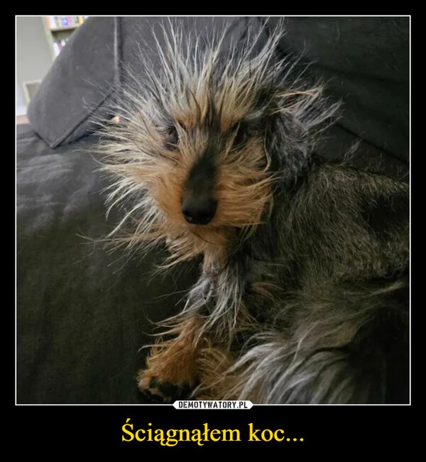 Memy na Dzień Psa. Wybraliśmy najlepsze! - Kobieta