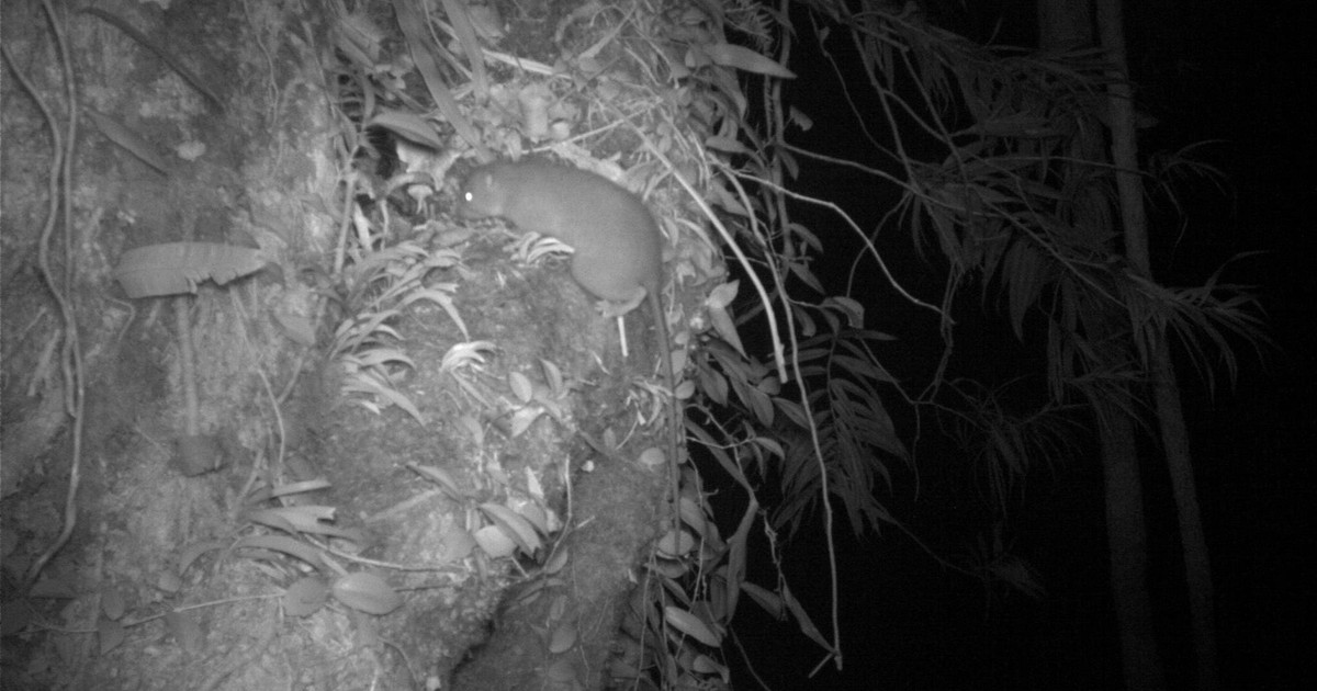 Giant guinea pig-sized rats that climb trees and chomp coconuts were ...