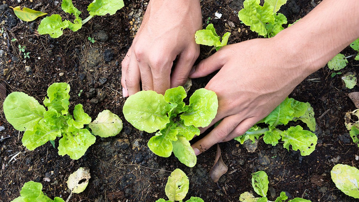Svaka kuća može imati mini staklenik i proizvoditi hranu! - Blic