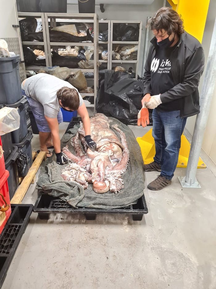 Photos show a rare, 14-foot giant squid that washed ashore in South Africa | Business Insider Africa
