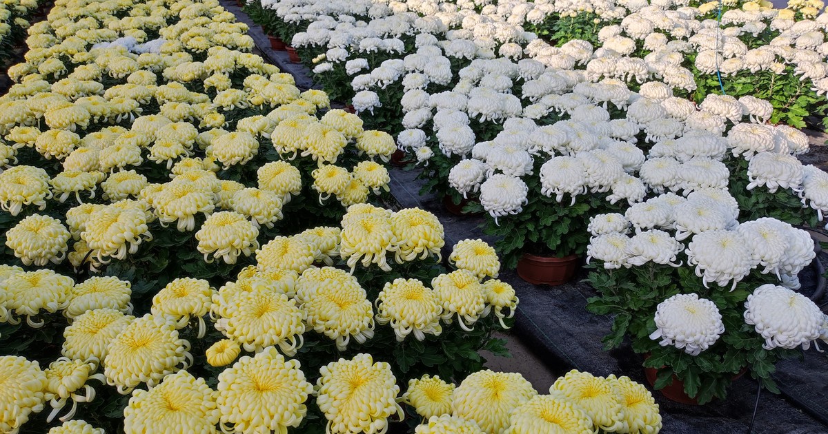 Ceny chryzantem w 2022 r. w górę. Producenci: nie mamy wyjścia