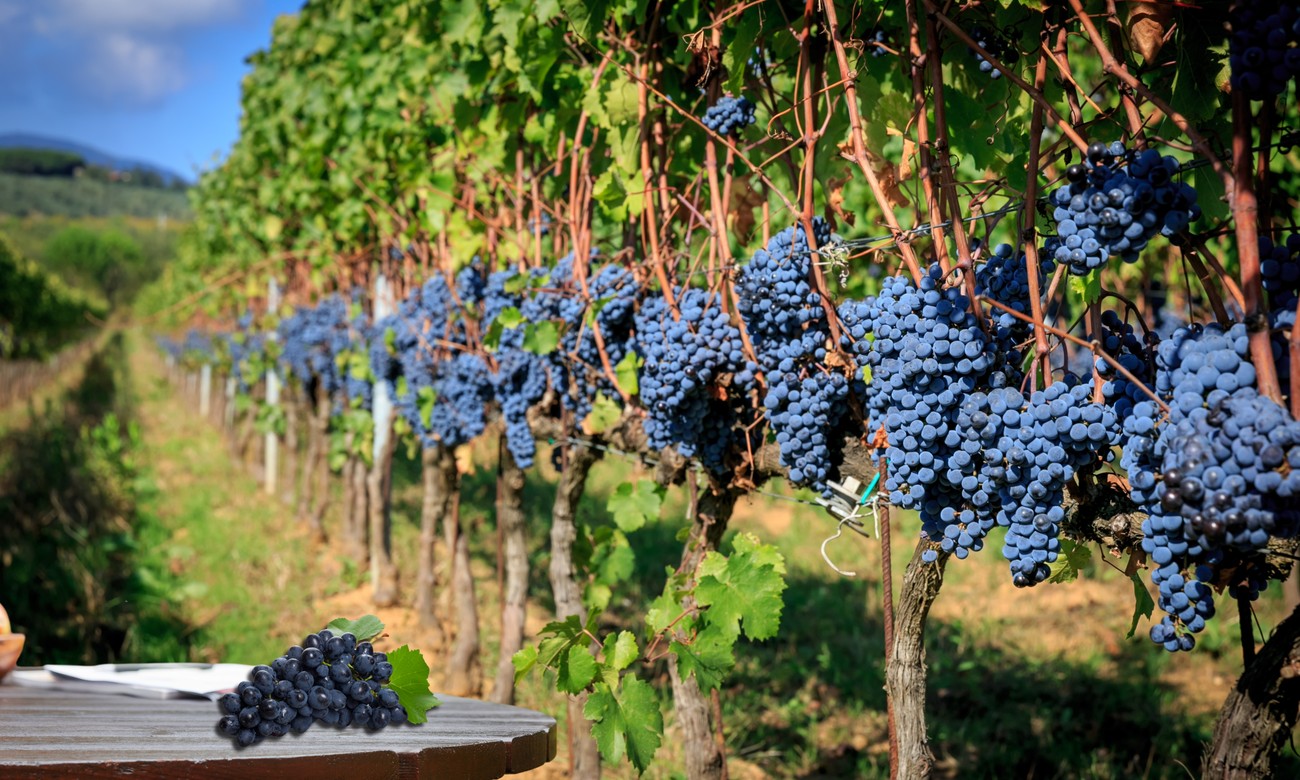 Visok kvalitet grožđa u vinogradima Srbije, ali manji rod zbog nedostatka padavina