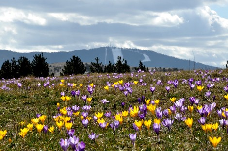 Srbija cveta: Neverovatne slike proleća koje su nam poslali čitaoci od ...