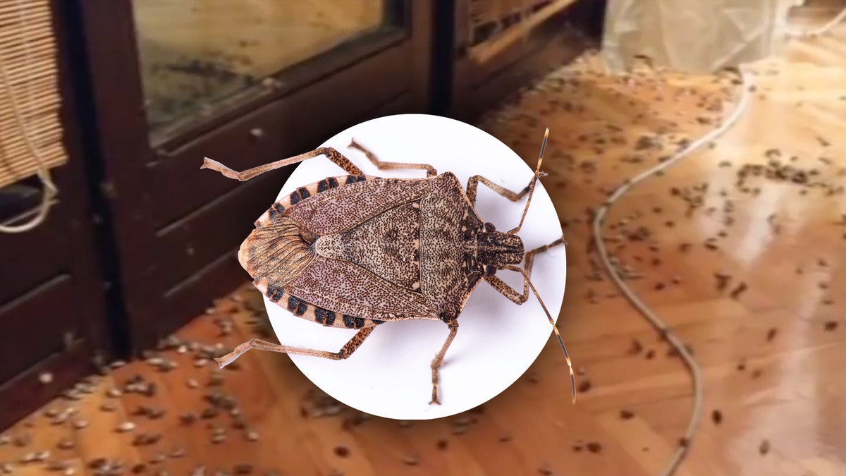 Šta nije u redu sa smrdibubama: Namnožile se više nego ikada, evo kako ...