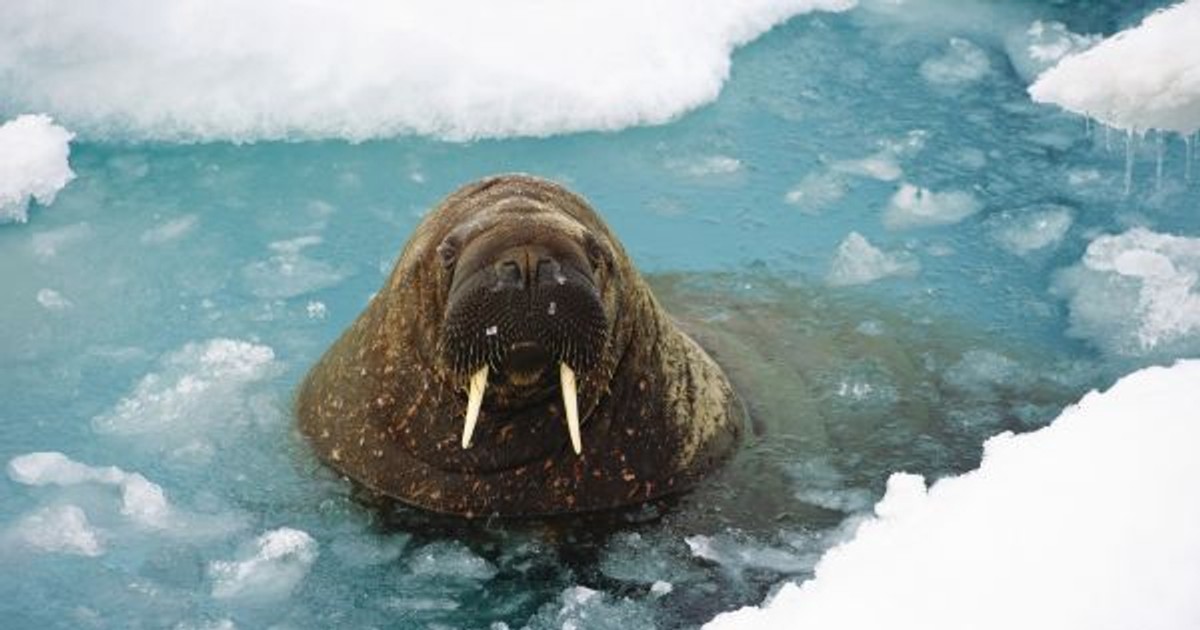 "Arktyka 3D" - zwiastun filmu - Plejada.pl