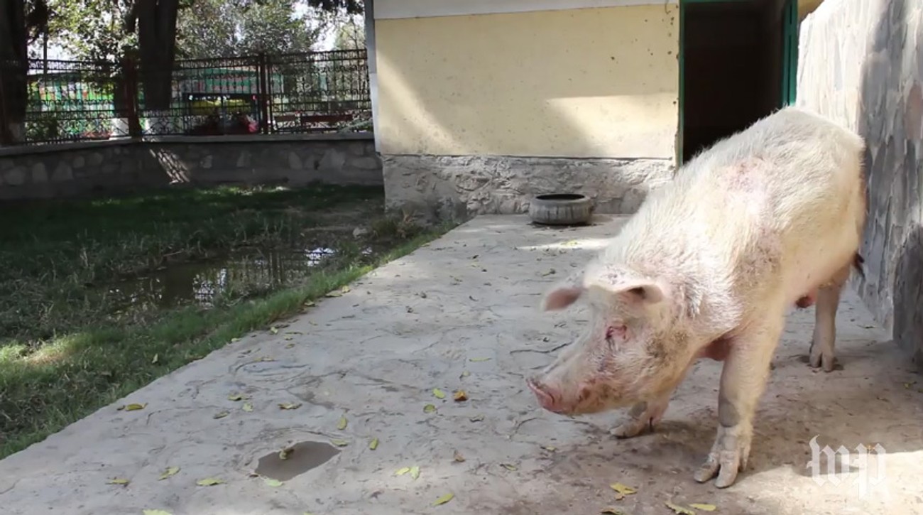 Upoznajte Kanzira, jedino prase u Avganistanu - Blic