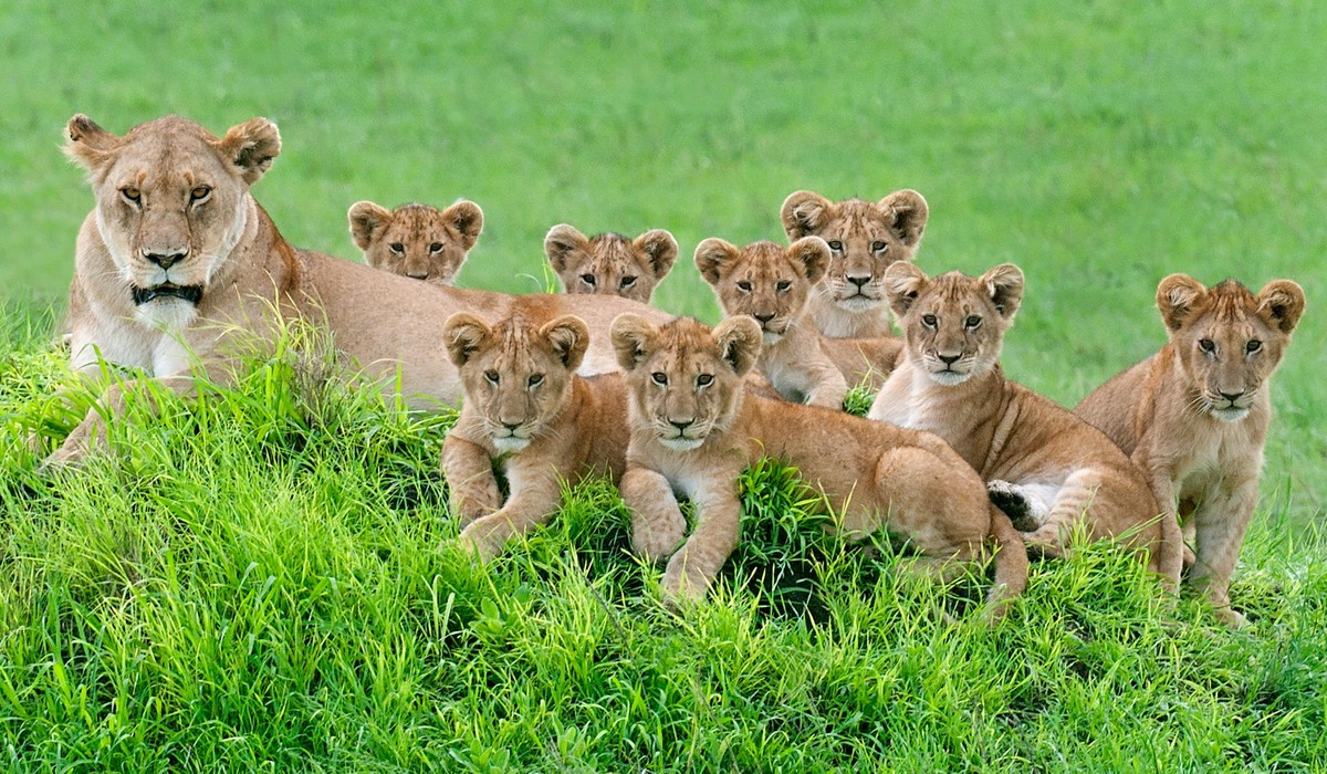 Lwy. Kto rządzi w rodzinie? Zobacz zdjęcie z parku Serengeti - Newsweek.pl