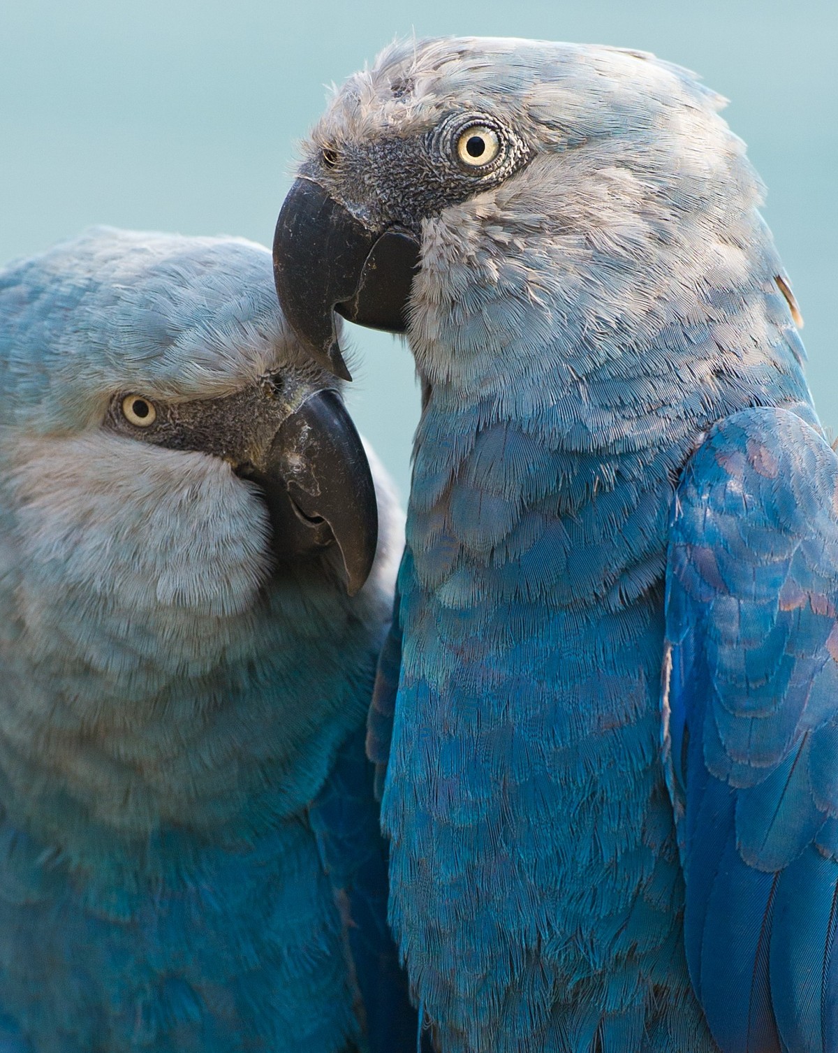 JOŠ JEDNO IME NA LISTI ISTREBLJENIH Papagaj plava ara zvanično više NE ...