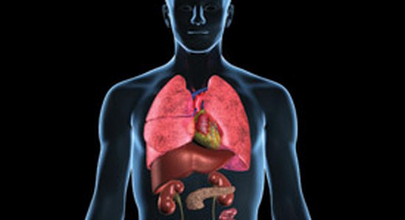 Daily routines to keep your organs healthy | Pulse Nigeria