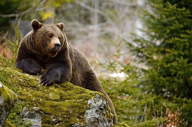 ŽIVOTINJE KOJE NAŠA DECA NEĆE NI VIDETI U svetu izumire 31.000 vrsta, a ...