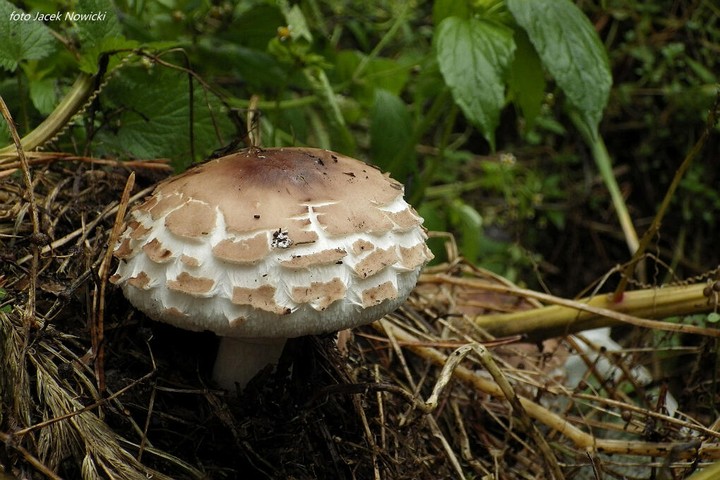 Grzyby podobne do kani. Cztery trujące gatunki, z którymi ludzie ją ...