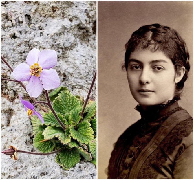 Raste u Srbiji, a ime je dobila po kraljici Nataliji: Nestvarna ...