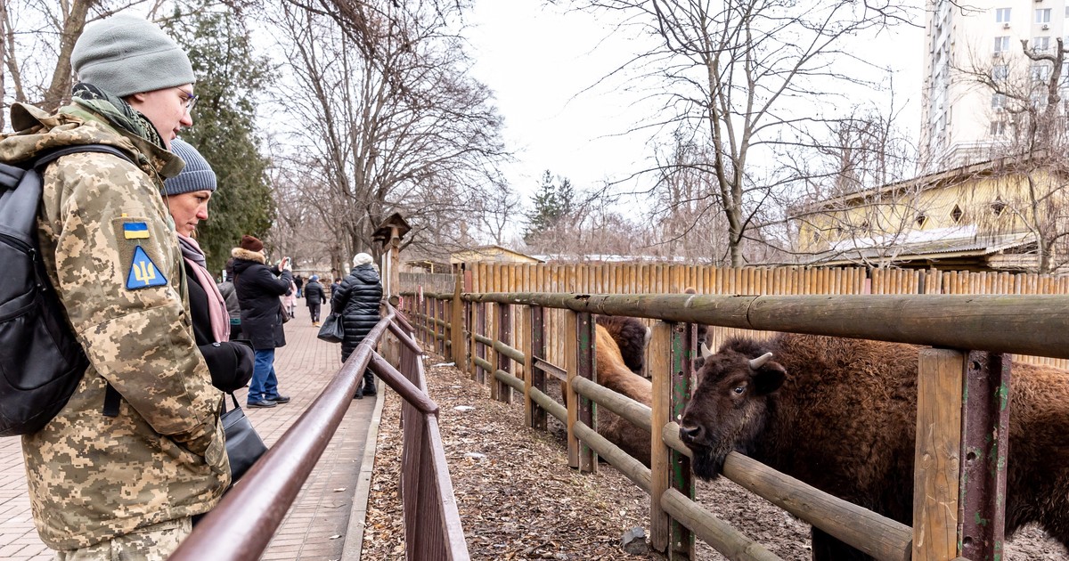 Shell-shocked animals at Kyiv Zoo are being given anti-depressants as ...
