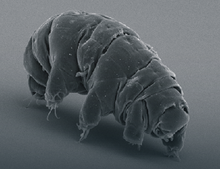 ČUDESNO BIĆE Može da živi u svemiru, pomaže u borbi protiv raka ...