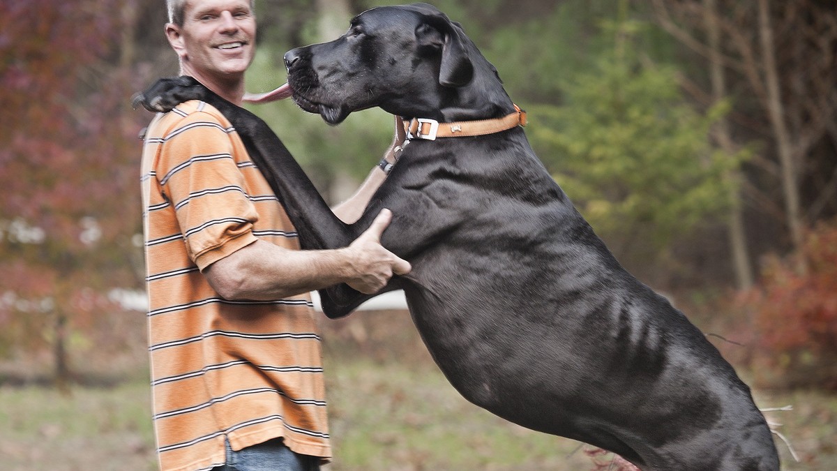 Doga Zevs sa 112 centimetra najviši pas na svetu - Blic