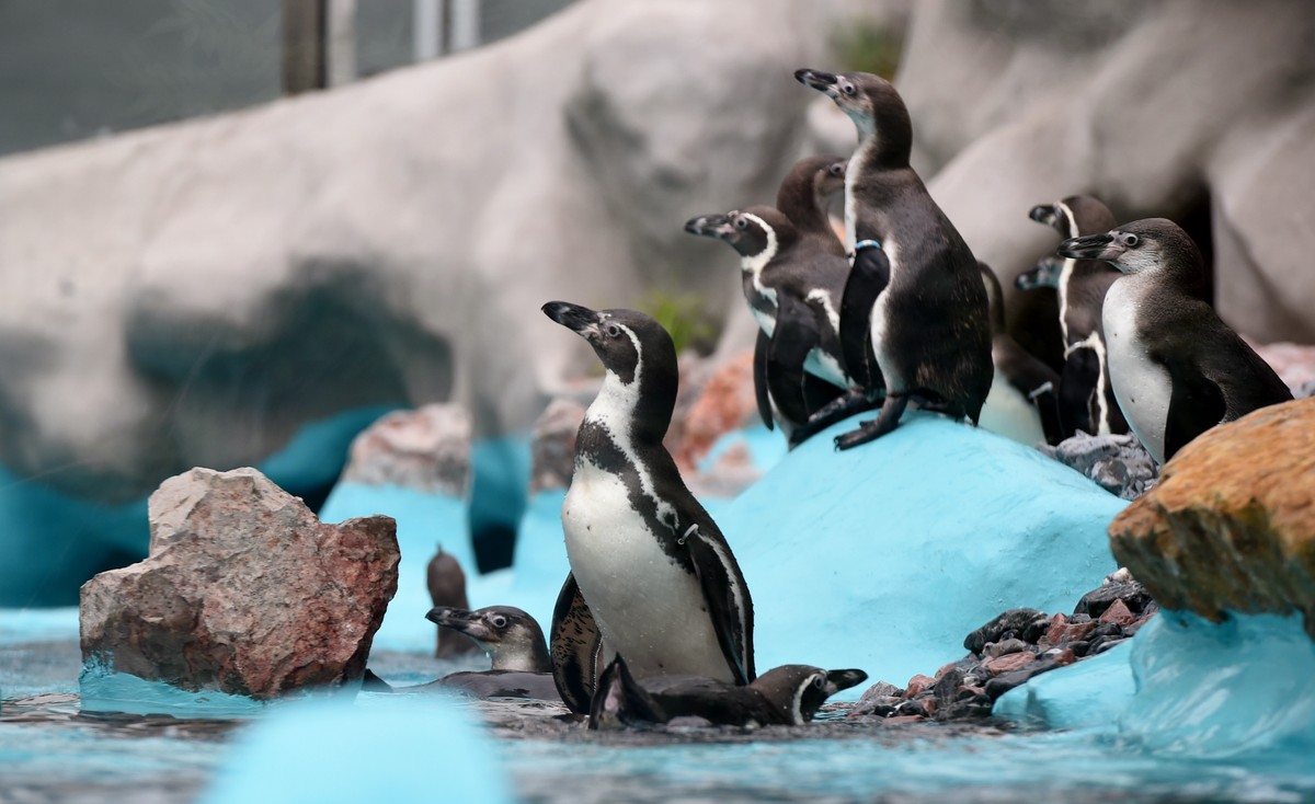 PINGVINI SE VRATILI U GRAD Stigli su u Beo zoo-vrt i PRESLATKI SU (FOTO ...