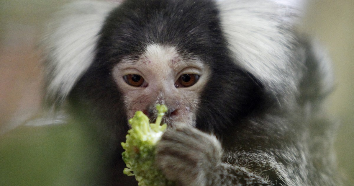 W zoo przyszły na świat małe małpki - Wiadomości