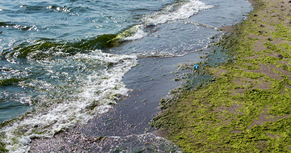 Sinice. Co to? Dlaczego są niebezpieczne? Kiedy się pojawiają? - Podróże