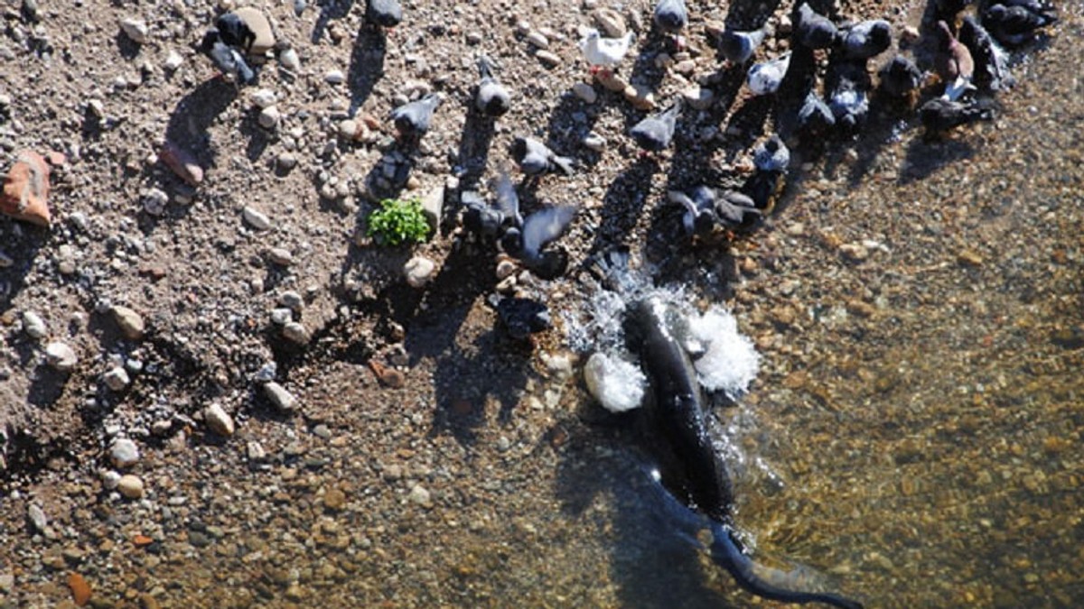 Pogledajte: Somovi love golubove na obali - Blic