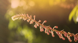 Cykuta - występowanie, trucizna, objawy zatrucia