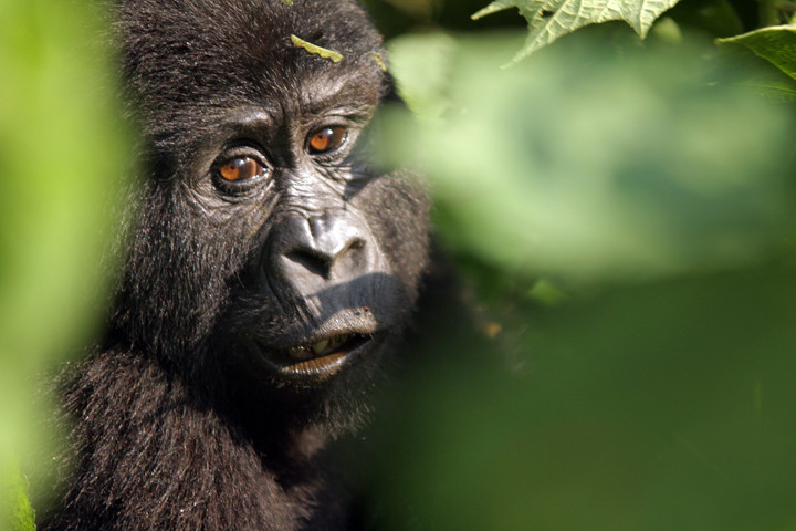 Ruwenzori - Góry Księżycowe - tajemnice ludu Bakonjo, wspinaczka na ...