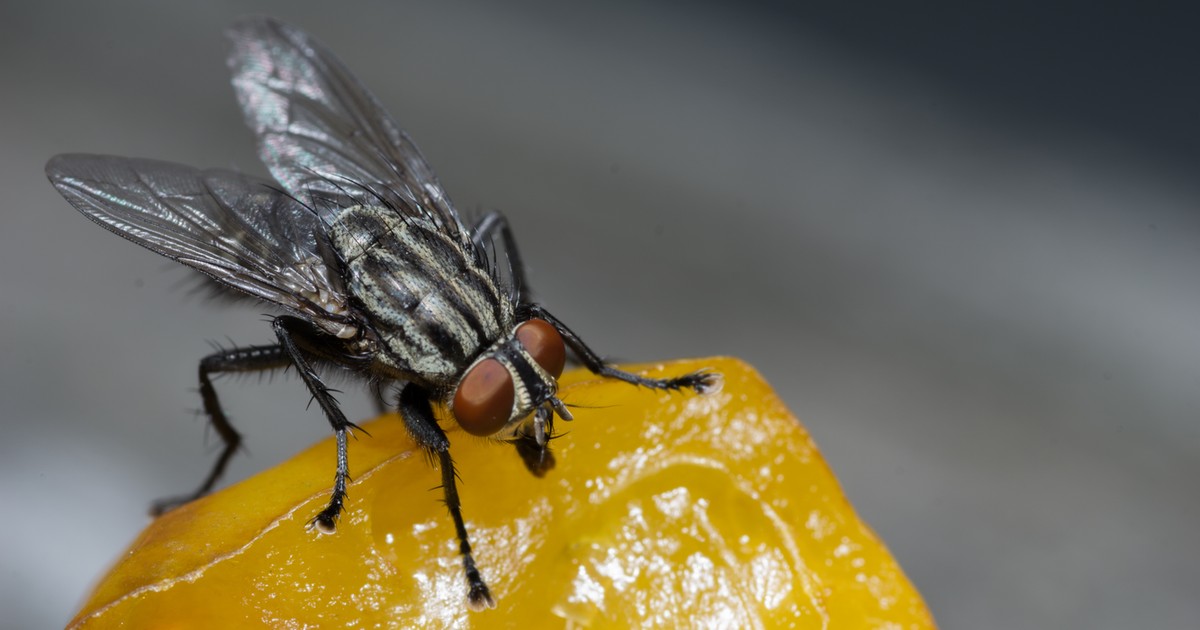Odkryj, jak skutecznie pozbyć się much. Wystarczy użyć trzech ...