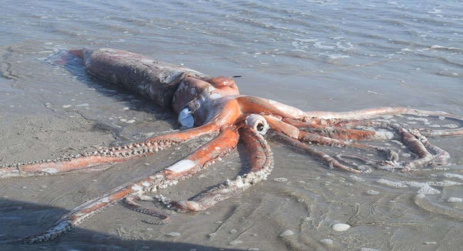 Photos show a rare, 14-foot giant squid that washed ashore in South Africa | Business Insider Africa