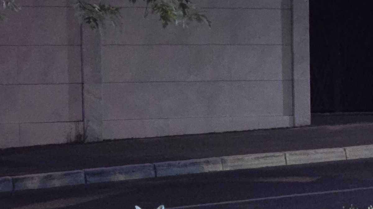 Pojavile se lisice i lasice u Beogradu,evo šta da radite ako ih ...