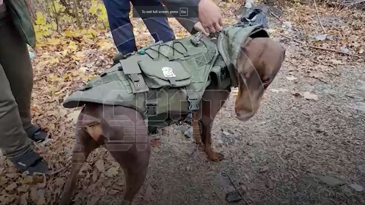 Rusi u rat šalju i pse u pancirima: Ruski dobrovoljci obučili dobermana ...