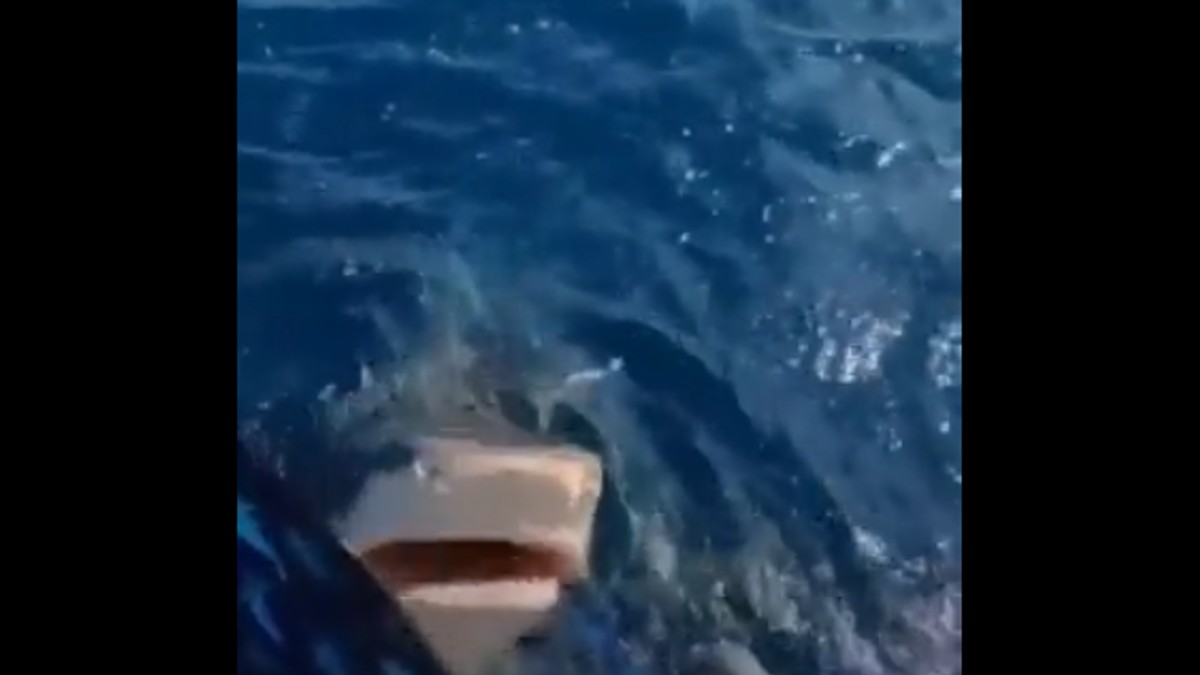 Ajkula napala devojku koja je htela da zaroni u okean - Žena.rs