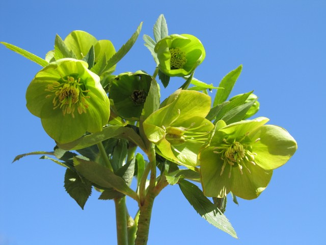 Srbija cveta: Neverovatne slike proleća koje su nam poslali čitaoci od ...
