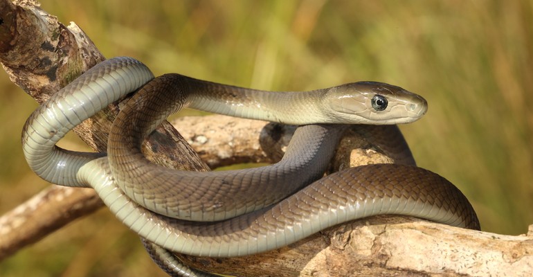Czarna mamba uśmierzy ból