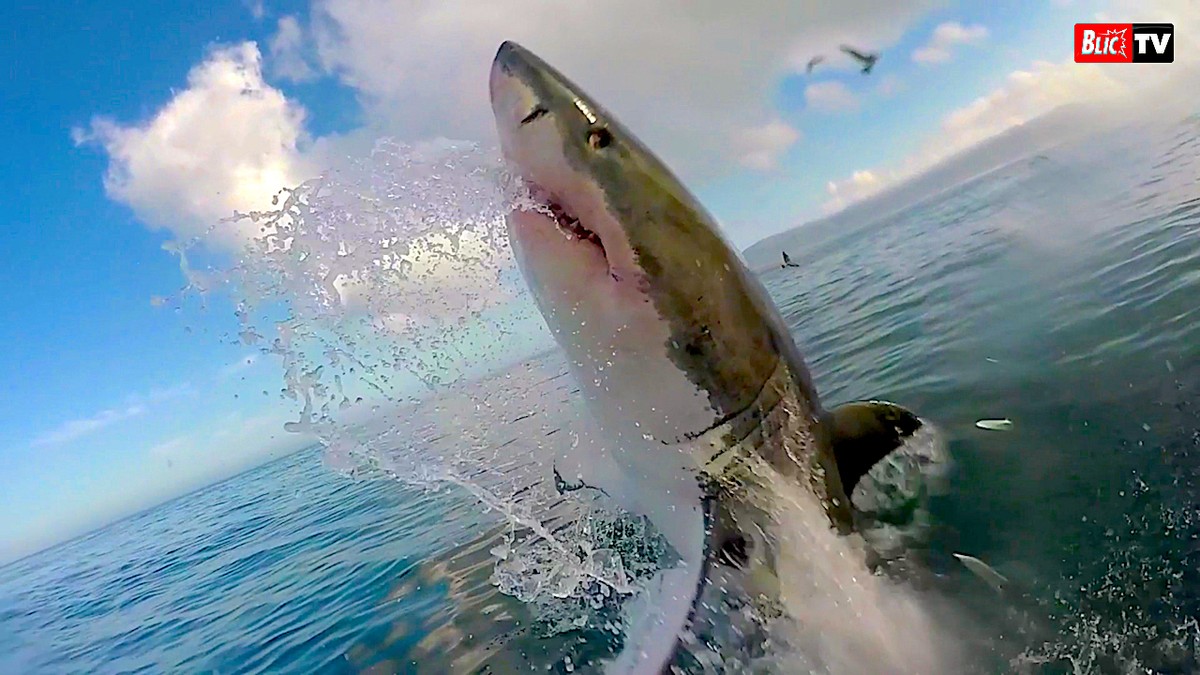 Ajkula napala ribarski brod, tresla ga kao da je zemljotres - Blic