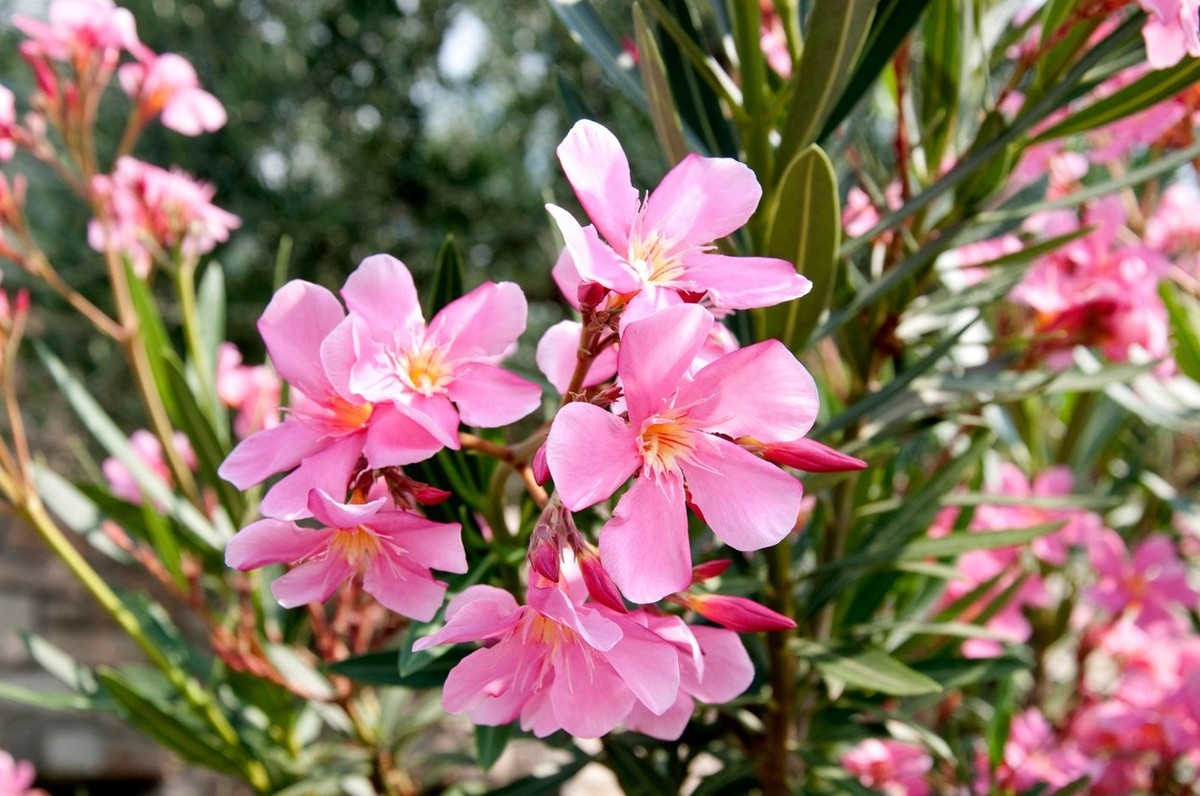 Kako se pravilno neguje lijander - Žena.rs