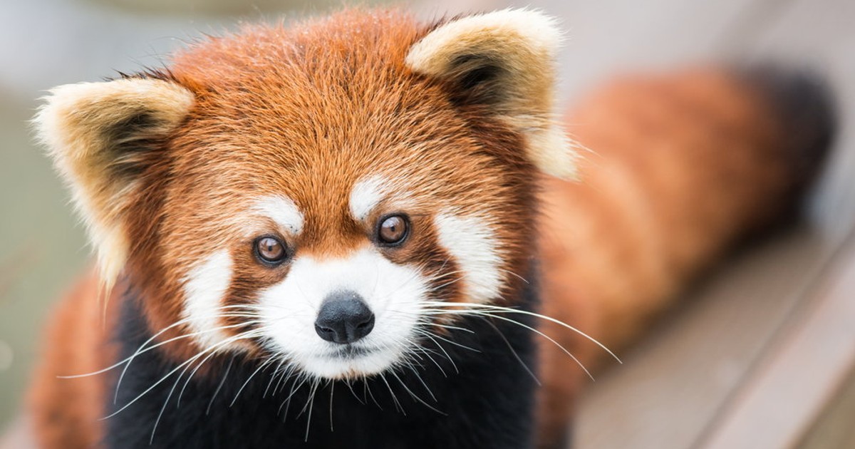 Najsłodszy zwierzak świata w poważnych tarapatach. Pandka ruda może ...