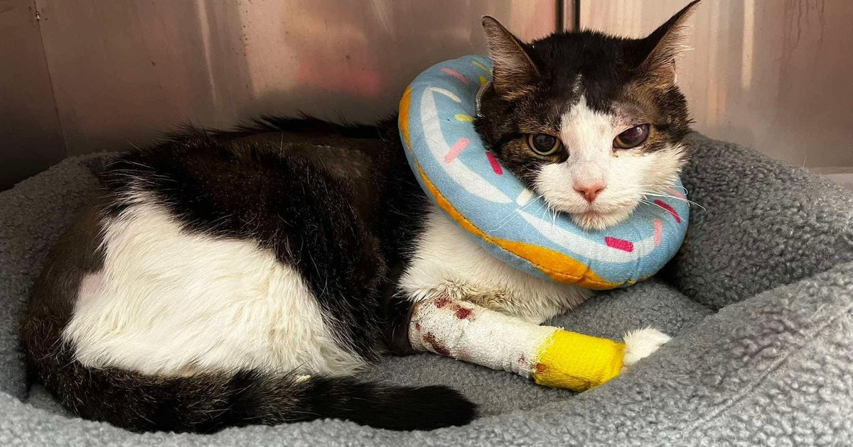 Kot Pandek rozkochał w sobie Polaków. W poniedziałek nadeszła ...