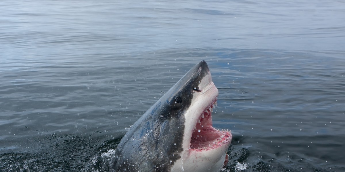 Atak rekina w egipskim kurorcie. Jest ofiara śmiertelna - Wiadomości