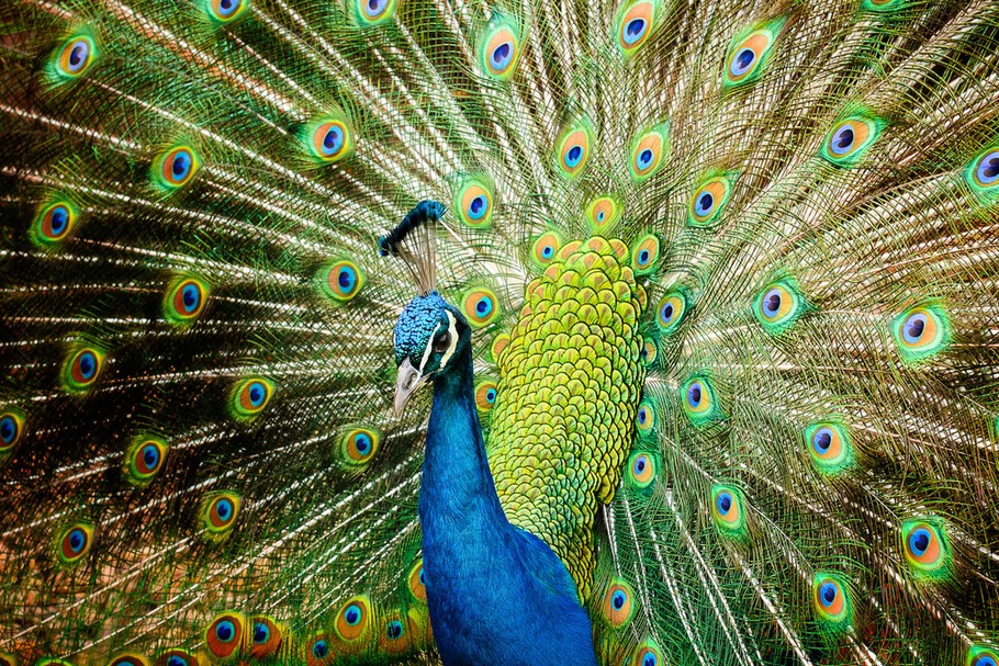 Pawi ogon. Dlaczego samice tracą głowę na jego widok? Zdjęcie - Newsweek.pl