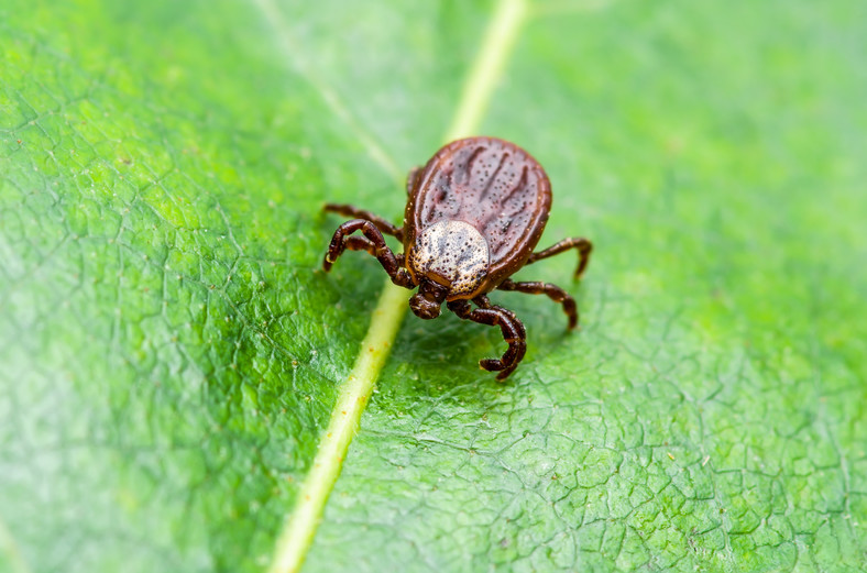 Niebezpieczne owady w Polsce. Tych gatunków unikaj jak ognia! - Kobieta