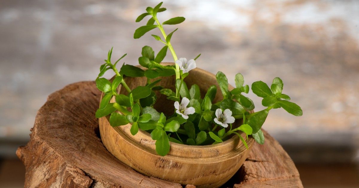 Bakopa - właściwości prozdrowotne, dawkowanie, interakcje z lekami