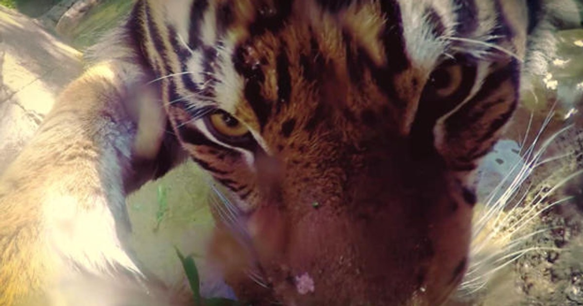 Google publikuje w usłudze Zdjęcia Zoogle Selfies - selfie zwierząt