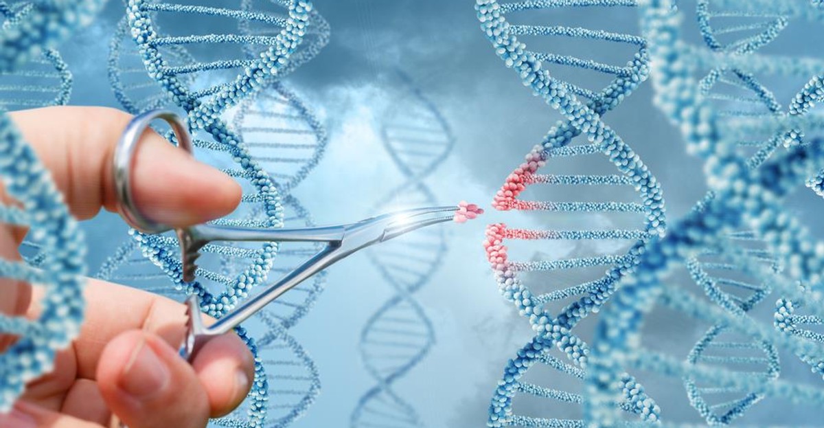 Heterozygota - opis, rodzaje, dominacja niepełna